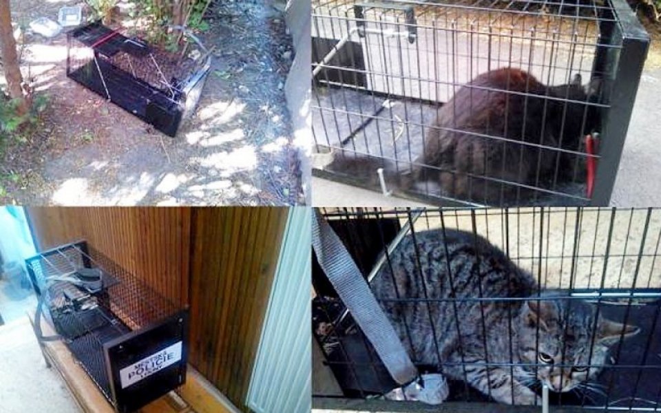 Město bojuje proti počtu toulavých koček | OHŘE MEDIA