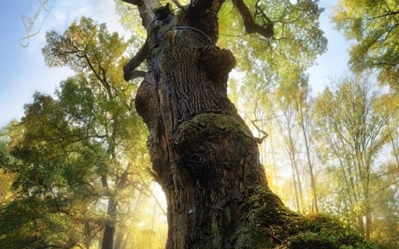 Na nejhezčí pohlednici je tisíciletý dub z Peruce | OHŘE MEDIA