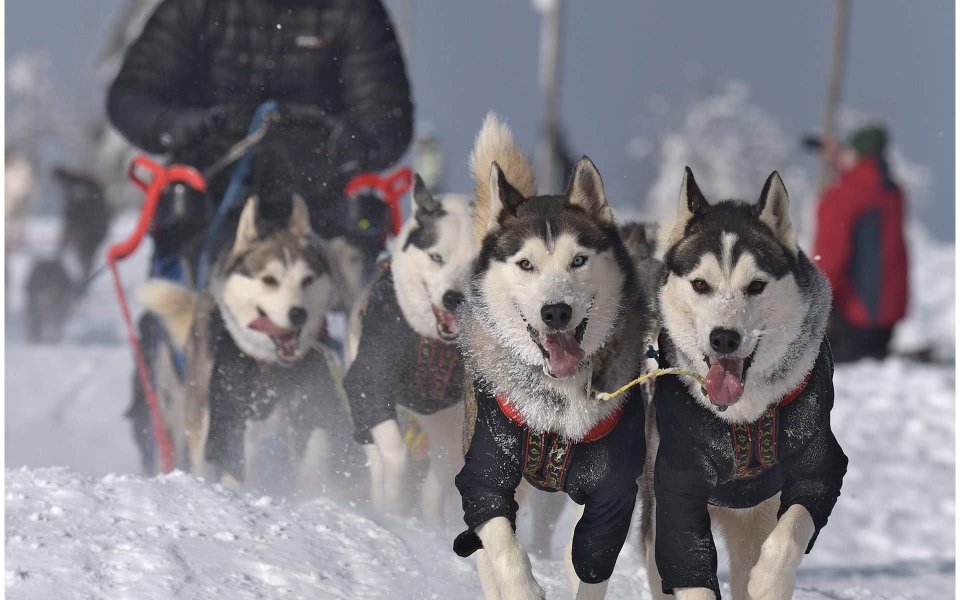 Další titul pro Siberian husky team. Spřežení Lukáše Klímy nejrychlejší ...